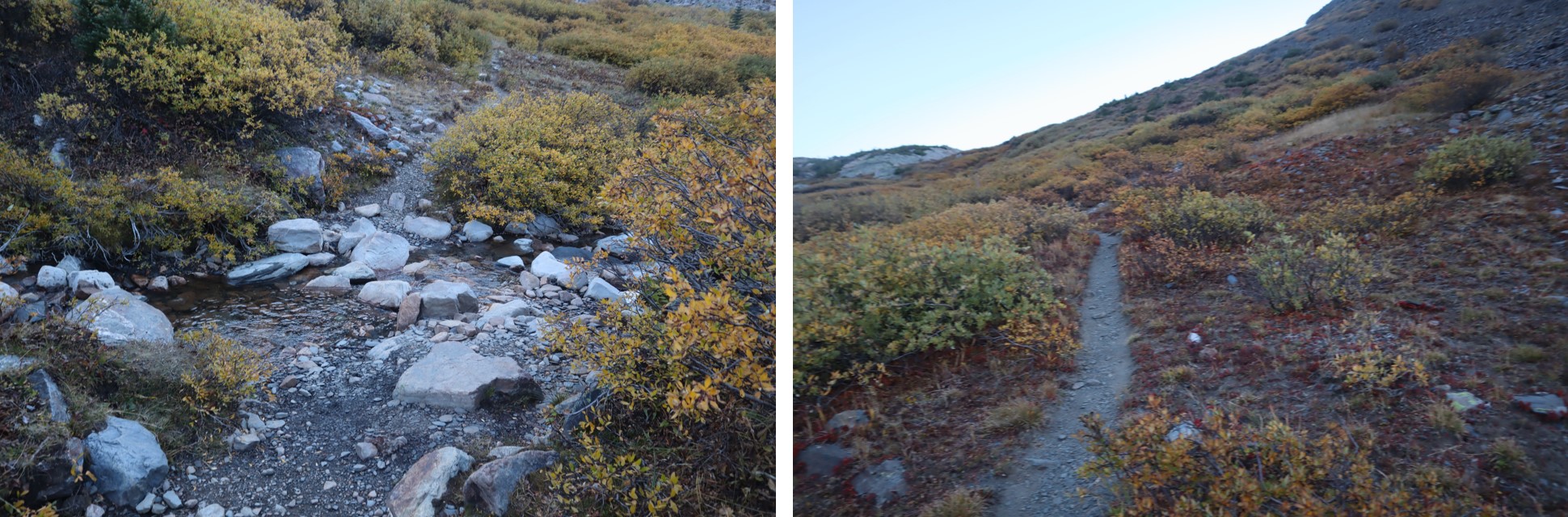 10 – Wild Wanderer