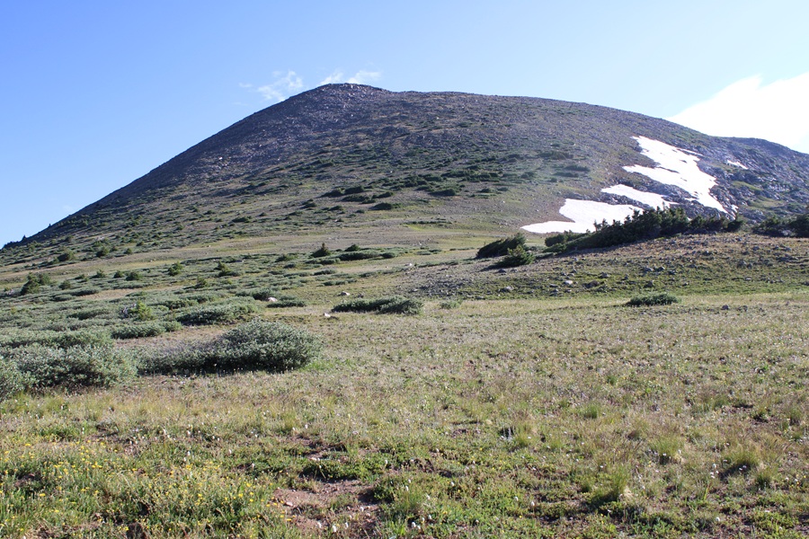 13039 – Wild Wanderer